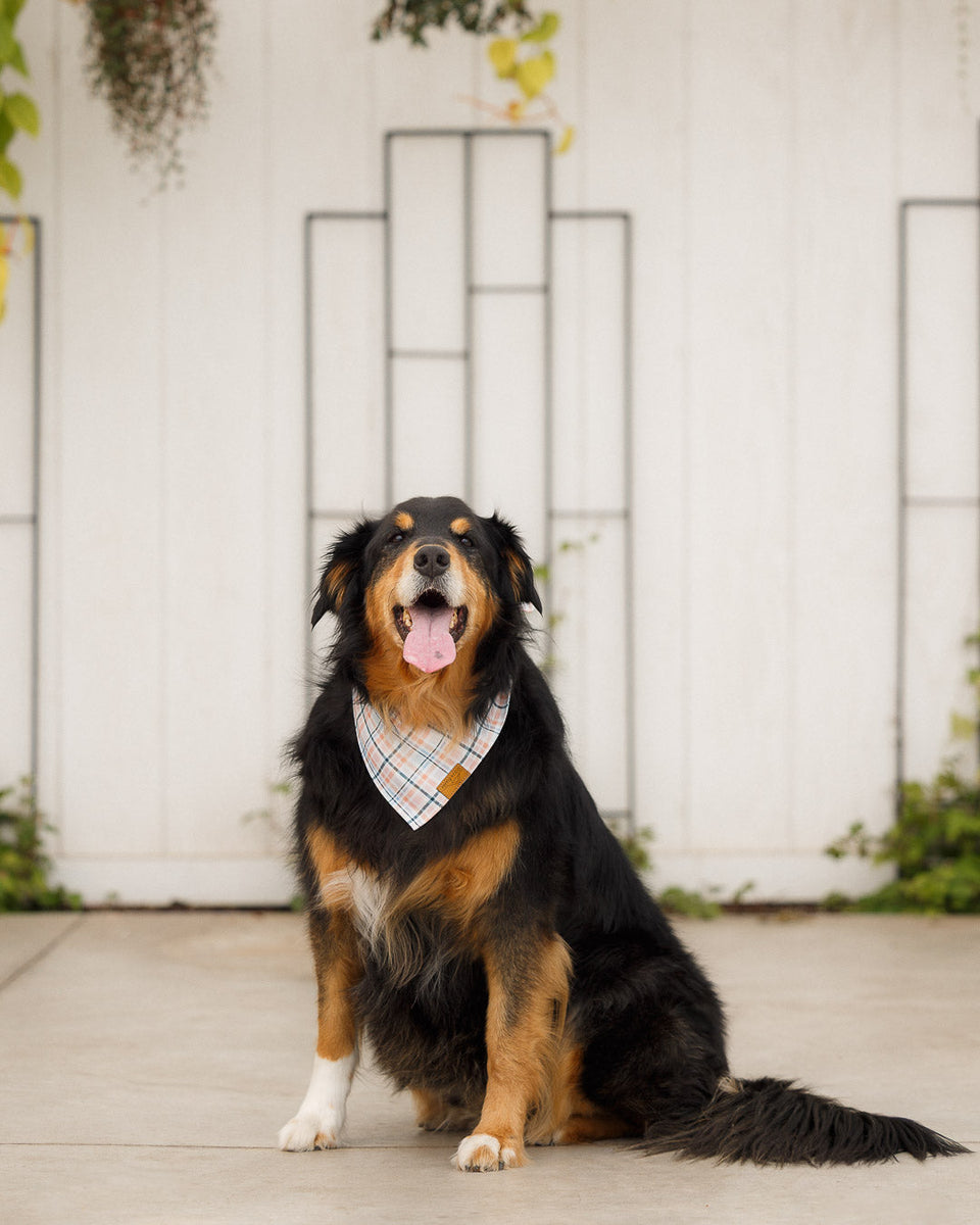 Larry Dog Bandana by Remy+Roo – Boon Ties